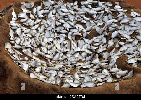 Togo, Surrounding of Lomè, dry fish Stock Photo - Alamy