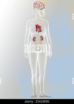 Representation of the organs likely to be affected by complications ...
