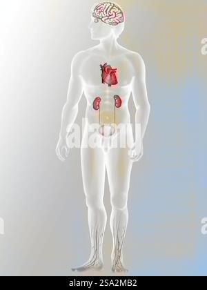 Representation of the organs likely to be affected by complications ...