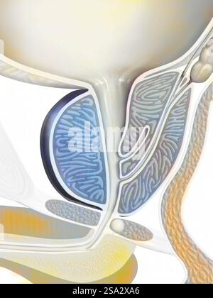 Anatomy of the prostate. Located at the neck of the bladder, the ...