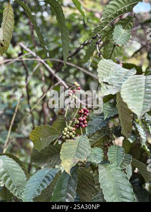 Greenery in Philippines IloIlo Rural Village Mountainous Tropical ...