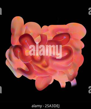 Small intestine, drawing Stock Photo - Alamy