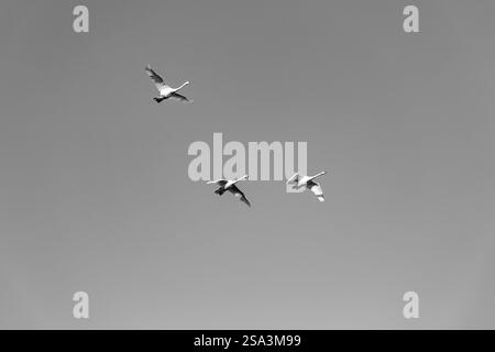 Three white geese flying in blue sky, migrotary birds observed in Paris ...