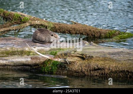 Nutria, Oasi WWF di Serre Pesano, fiume Sele, Salerno, Campania, Italia ...