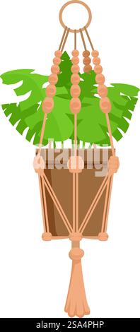 Monstera deliciosa is growing in a terracotta pot hanging from the ...