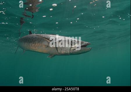 The king mackerel (Scomberomorus cavalla) swimming off the coast of ...