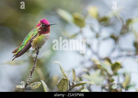 Anna's hummingbird resting, San Diego area, California, USA Stock Photo ...