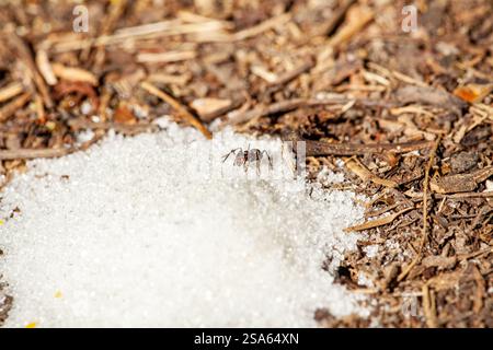 Macro picture of an ant that gets crystal sprinkles from sugar and ...