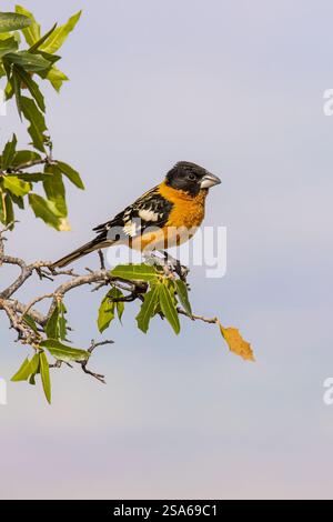 Black-headed Grosbeak male, Pima County, Arizona Stock Photo - Alamy