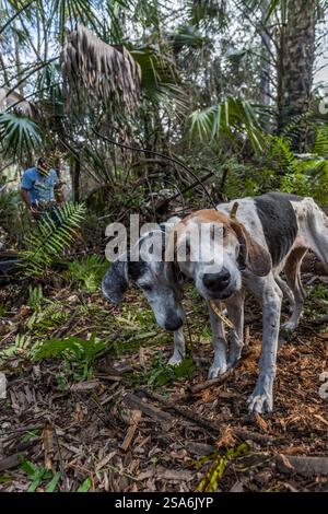 Specially trained dogs are used to track endangered Florida panthers ...