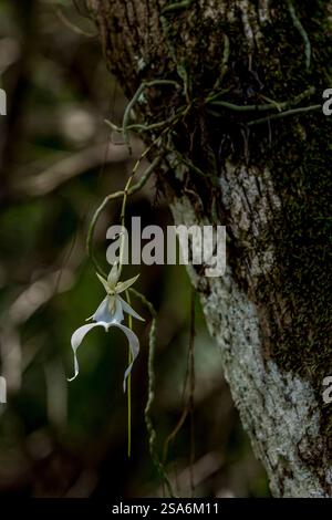 Ghost Orchid - Dendrophylax lindenii - in Fakahatchee Strand State ...