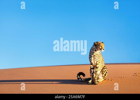 Beautiful cheetah outdoor on red sand dune early in the morning at ...