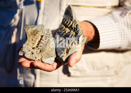 Mesosaurus fossil in Africa Namibia Stock Photo - Alamy