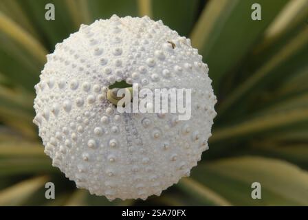 A seashell in a cactus plant Stock Photo - Alamy