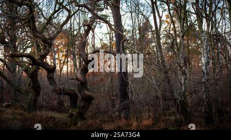 Sunlight playing through a winter forest of trees, Broome Wood ...