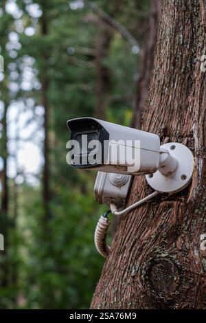 Surveillance Camera mounted on trunk of tree Stock Photo - Alamy