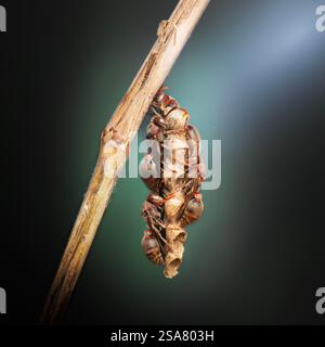 Paper wasps have slender bodies with long legs, they are typically ...