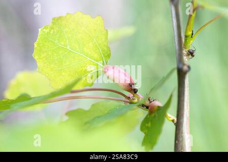Contarinia petioli gall in the petiole of Populus tremula, southwestern ...