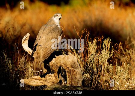 Female Northern Goshawk in flight in the last light of a January ...