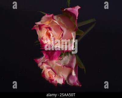 Roses mirror reflection Stock Photo - Alamy