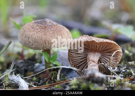 Inocybe impexa, a fibrecap mushroom from Finland, no common English ...