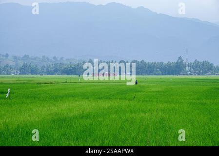 Solok rice field landscape, West Sumatera, Indonesia Stock Photo - Alamy