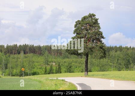 Solitary pine tree growing by rural road in South of Finland on a ...