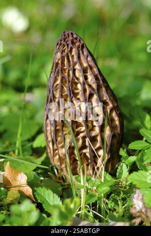 Morels (Morchella conica), pointed morels, Europe, mushrooms, landscape ...