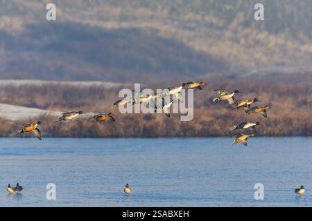 Flock of geese in open air, Hungary Stock Photo - Alamy