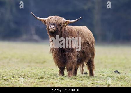 Highland cattle (Bos taurus), adult animal standing in a meadow ...
