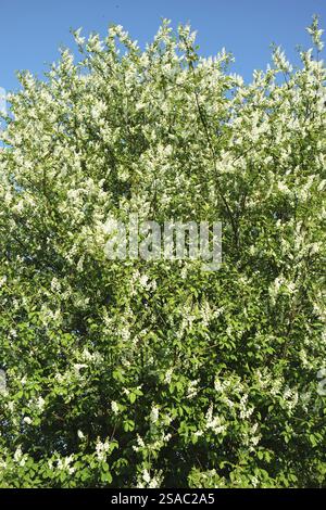 Blossoming spring European Bird cherry tree Stock Photo - Alamy