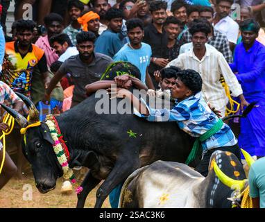 Jallikattu: A Thrilling Celebration of Tradition, Strength, and the ...