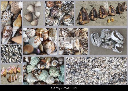 Shell. Shell. Shell. Miscellaneous-Shell Stock Photo - Alamy