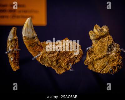 sable tooth jaw, Homotherium latidens, pleistocene, Punta Lucero ...