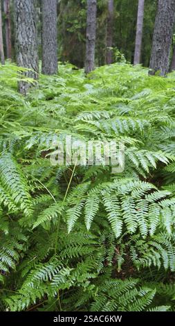 Green summer fern thicket in jungle forest background Stock Photo - Alamy