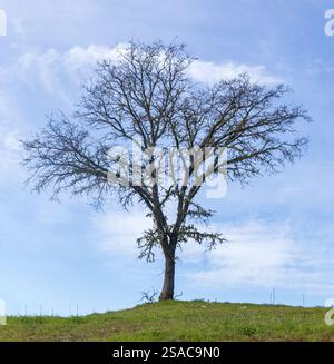valley oak (Quercus lobata Stock Photo - Alamy