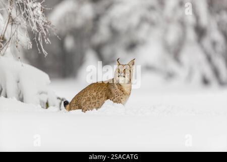 One young male Eurasian lynx, (Lynx lynx), standing on a deep snow ...