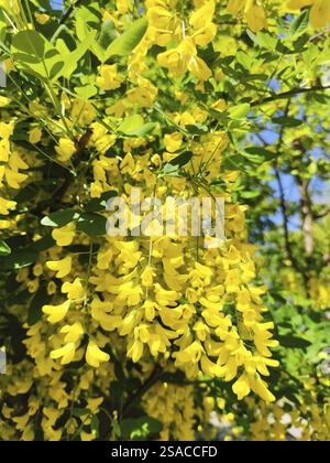 botany, Laburnum, Common Laburnum (Laburnum anagyroides), blossom ...