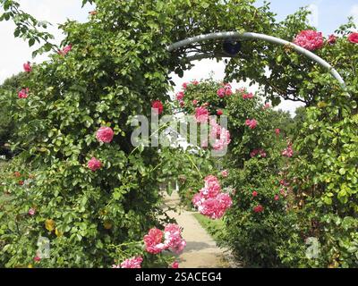Rose arch in Planten un Blomen Stock Photo - Alamy