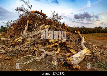Olive trees killed by xylella fastidiosa in Salento, Puglia, Italy ...