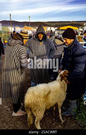 Weekly cattle market in Azrou, Morocco. Weekly cattle market in Azrou ...