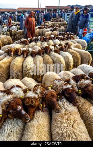 Weekly cattle market in Azrou, Morocco. Weekly cattle market in Azrou ...