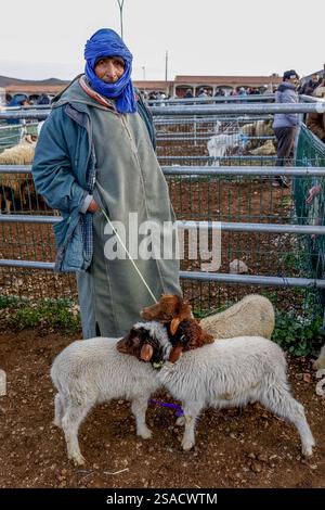 Weekly cattle market in Azrou, Morocco. Weekly cattle market in Azrou ...