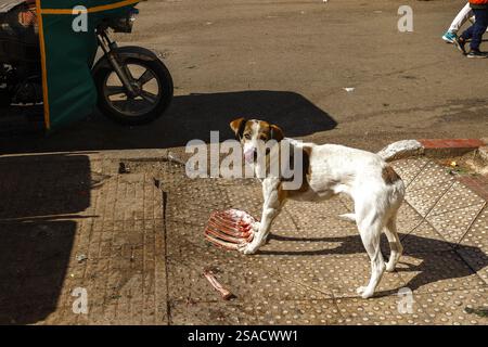 Dog eating meat bones in Azrou, Morocco Stock Photo - Alamy
