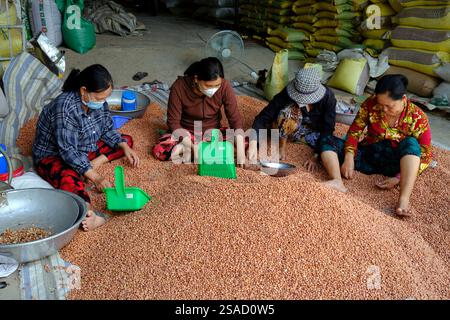Peanut production factory, workers sorting peanuts by size and quality ...