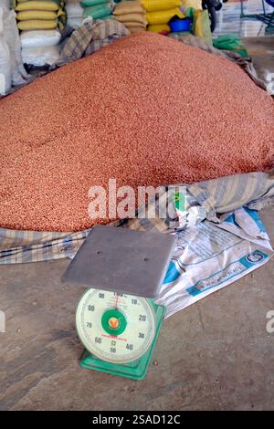 Peanut production factory. Sorting and packaging of peanuts. Tan Chau ...