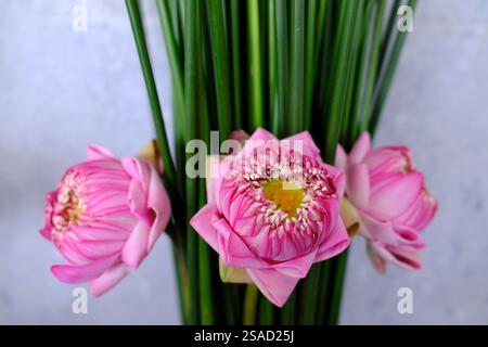 Lotus is compared to the cycle of birth, death and rebirth. Lotus ...