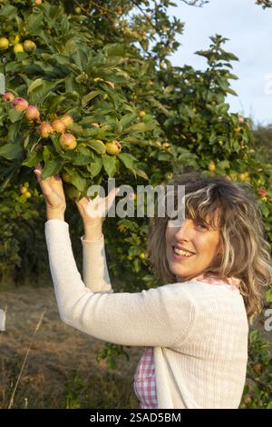 Woman in apple orchard in Normandy, France Stock Photo - Alamy