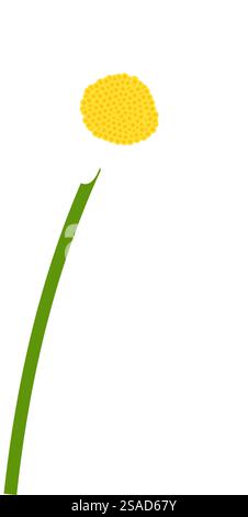 Chamomile flower. Beautiful flower for making summer and spring designs ...