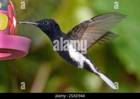 Black jacobin (Florisuga fusca) from Iguazu, Brazil Stock Photo - Alamy